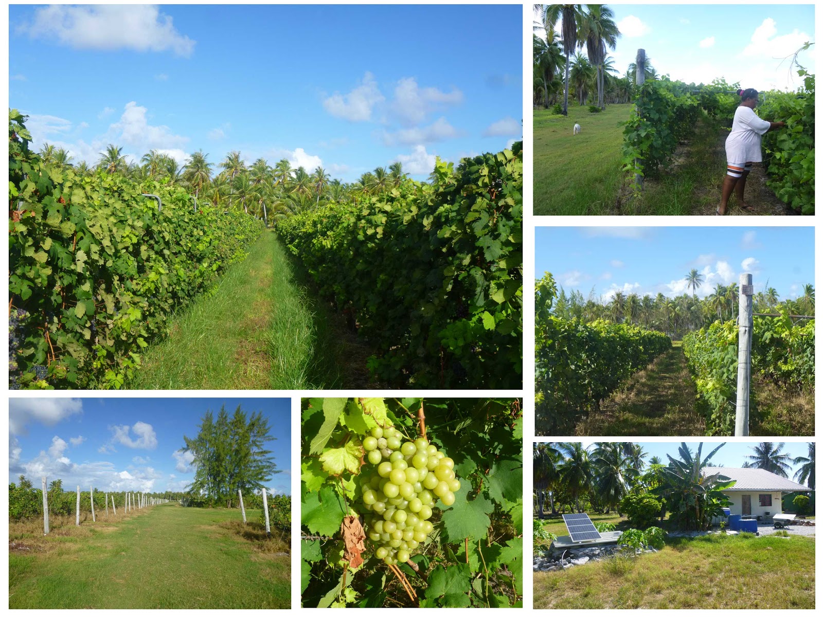 Nouvelle vie à Rangiroa: Le vignoble de Rangiroa