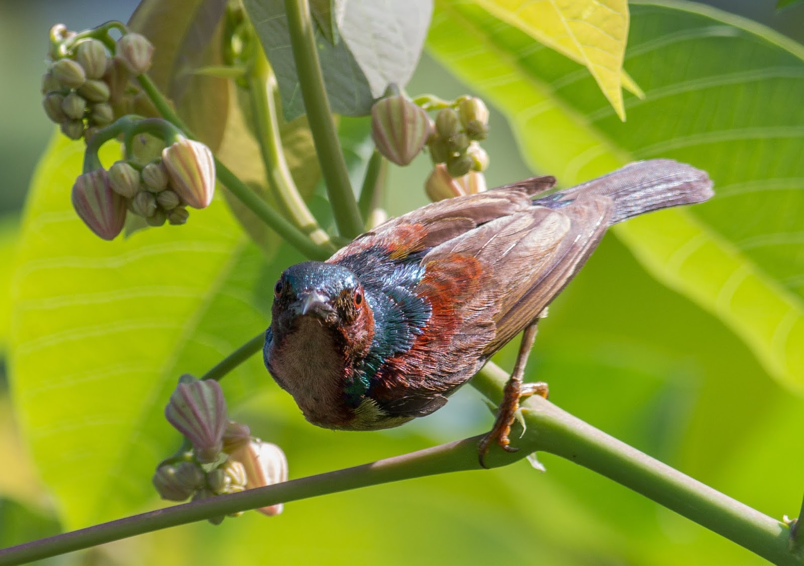 SOUTH EAST ASIA BIRDS - Malaysia birds paradise: Red Throated Sunbird