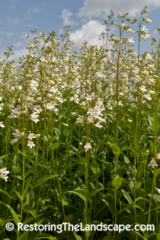 Restoring The Landscape With Native Plants: Native Plant of the Week ...
