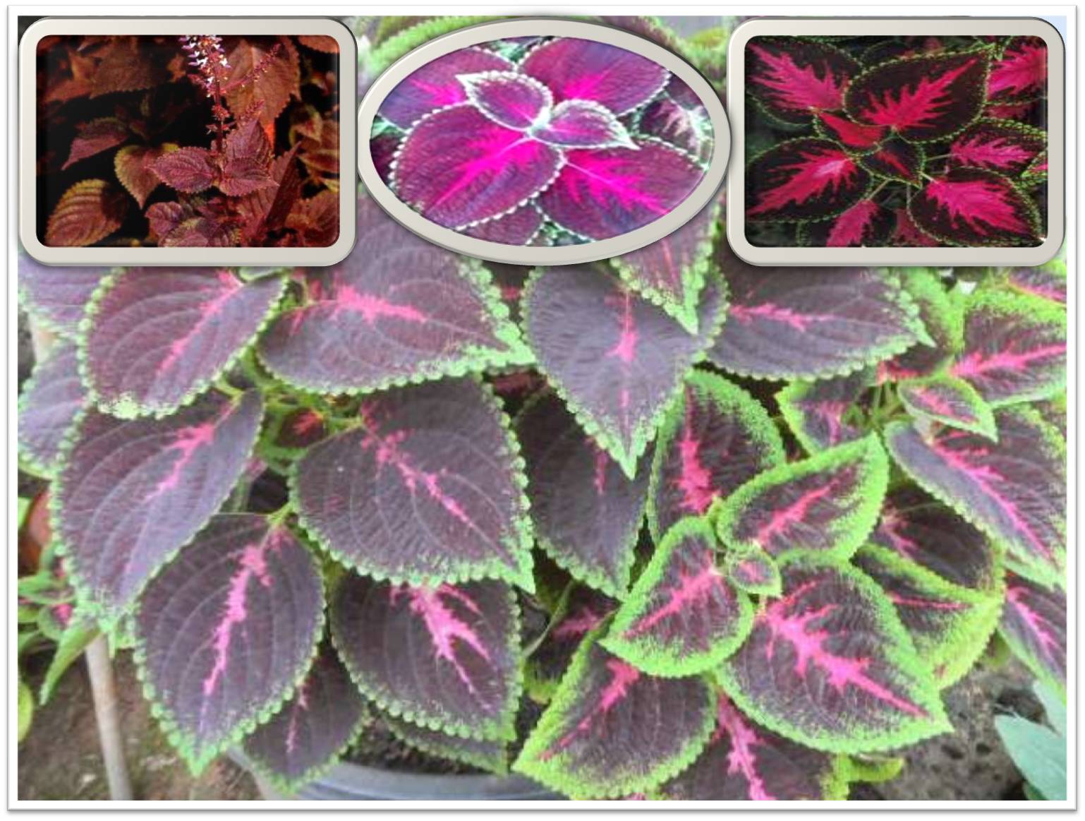 Khasiat dan manfaat Jawer Kotok untuk mengobati ambeien dan penyakit ...