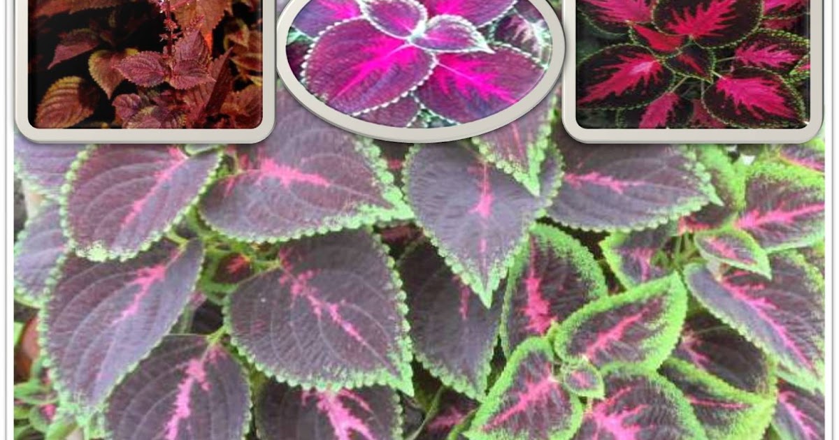 Khasiat dan manfaat Jawer Kotok untuk mengobati ambeien dan penyakit ...