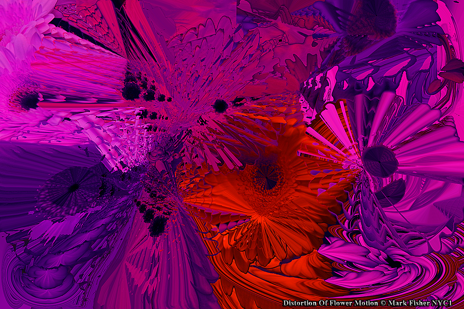 Mark Fisher's World Of Photography ™: Distortion Of Flower Motion ...