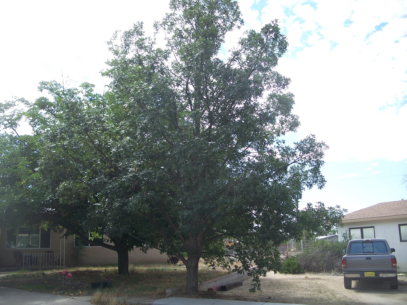 October Tree of the Month: Gambel Oak