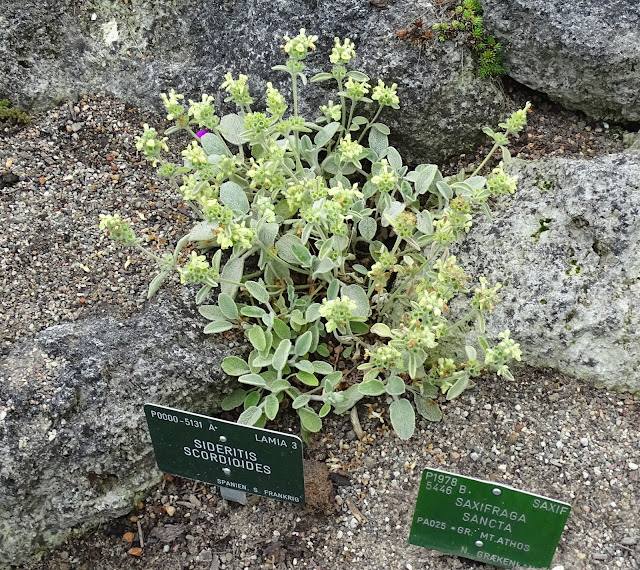 Moribund Plant