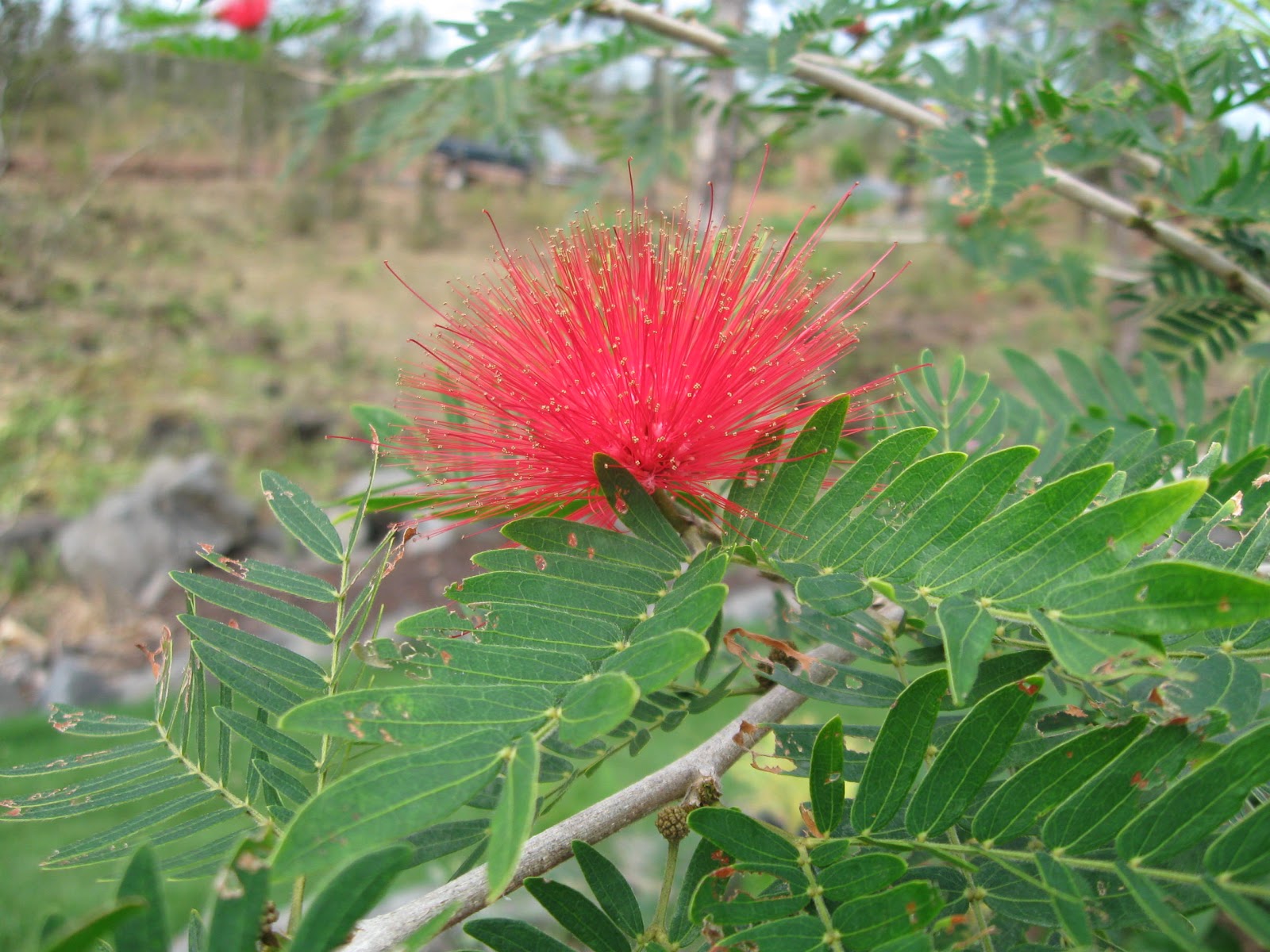 The Opinionated Gardener: A Calliandra Spring