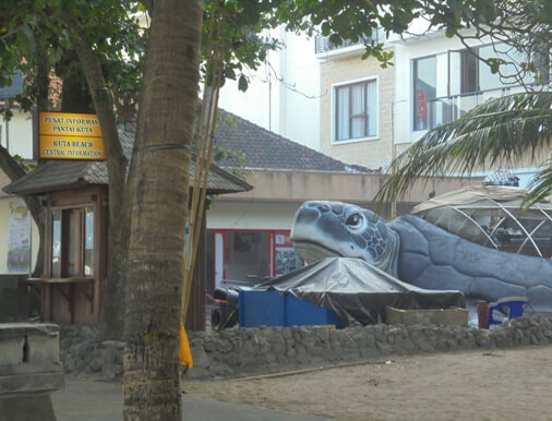 Baby Sea Turtle Release In Kuta Beach & Sea Turtle Conservation Centre