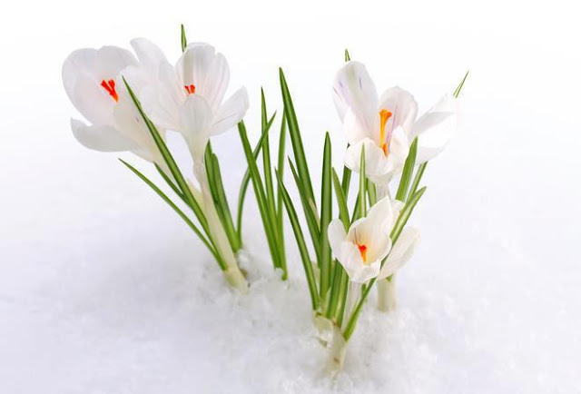 Elisaveta: П А Т О Т Н А Б У Д Е Њ Е Т О