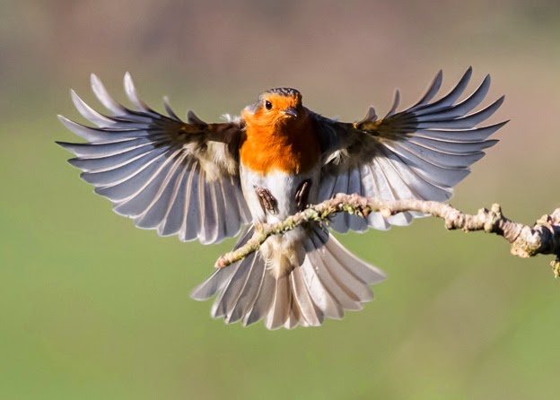 Bird and Wildlife Photos from Somerset and Devon : Back to the garden ...