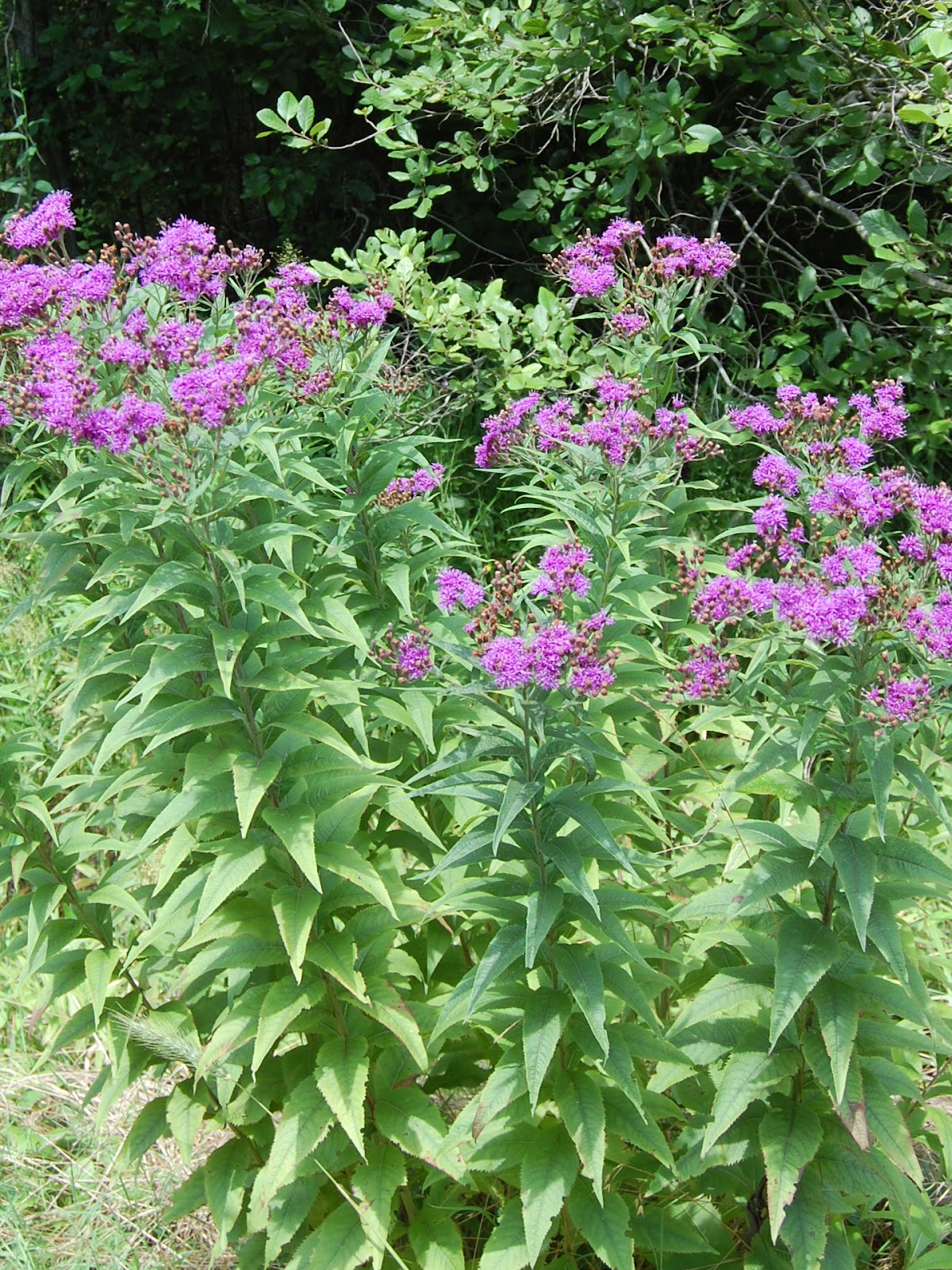Brenda's "Texas Wild" Garden: Plains Ironweed ( Vernonia marginata)