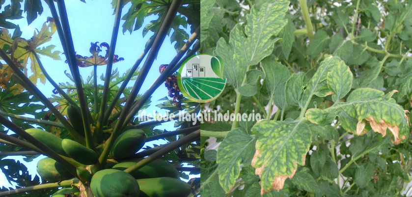 Apa itu Tip Burn atau Gosong Pucuk Daun - DIORA HEART