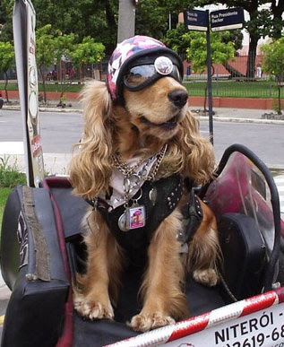 NA ESTRADA ONLINE: Nani Esmeraldina - A Cachorrinha garupa