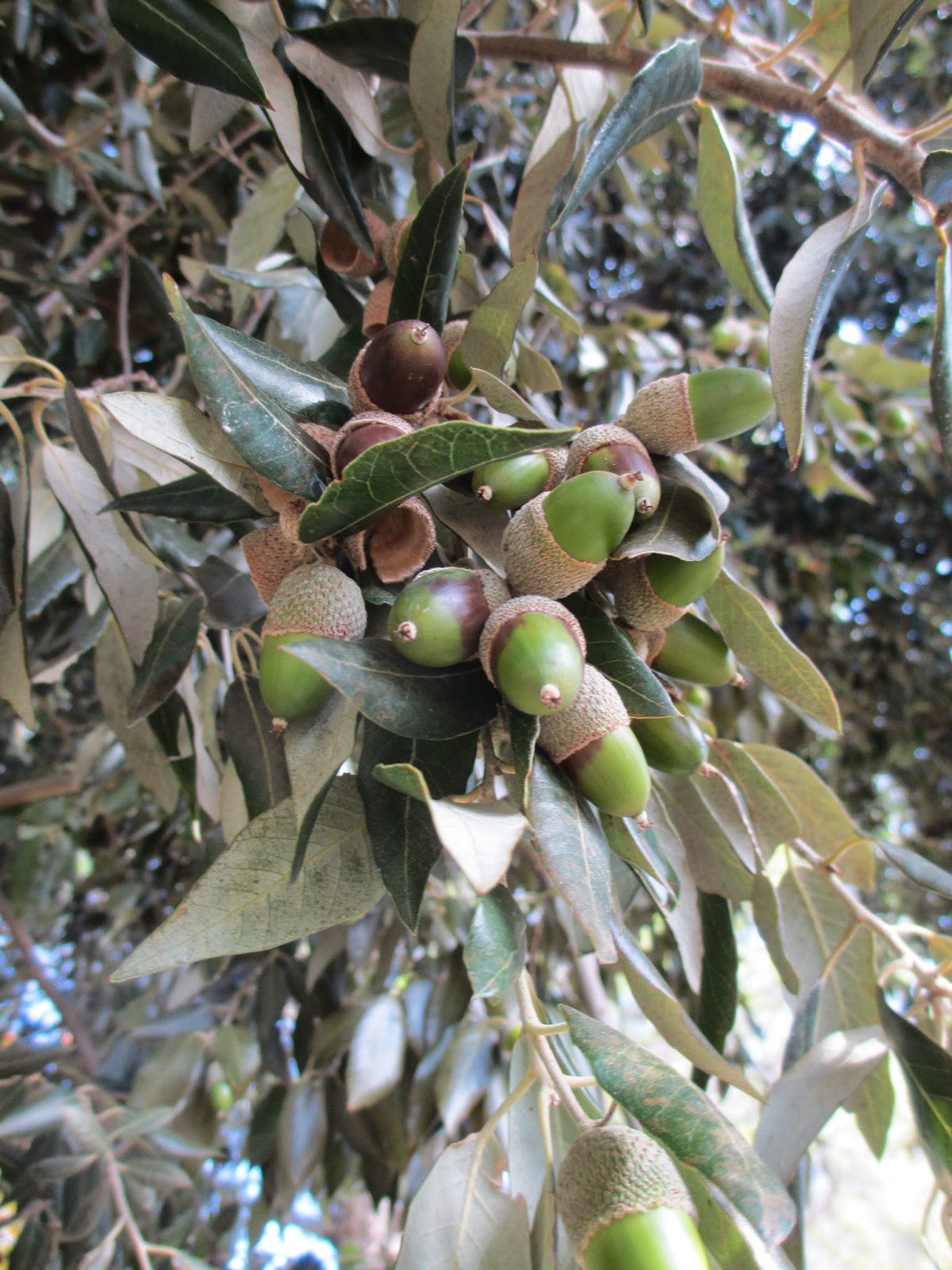 La Mar de VeRde: QUERCUS SUBER O ALCORNOQUE