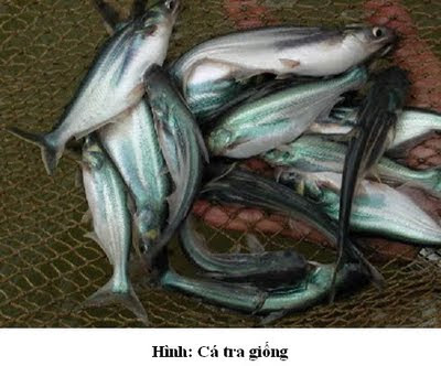 Quy trình kỹ thuật nuôi cá Tra an toàn sinh học | Kỹ thuật nuôi trồng.com