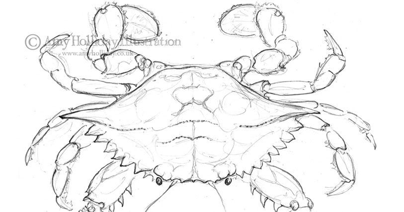 Blue Crab Outline