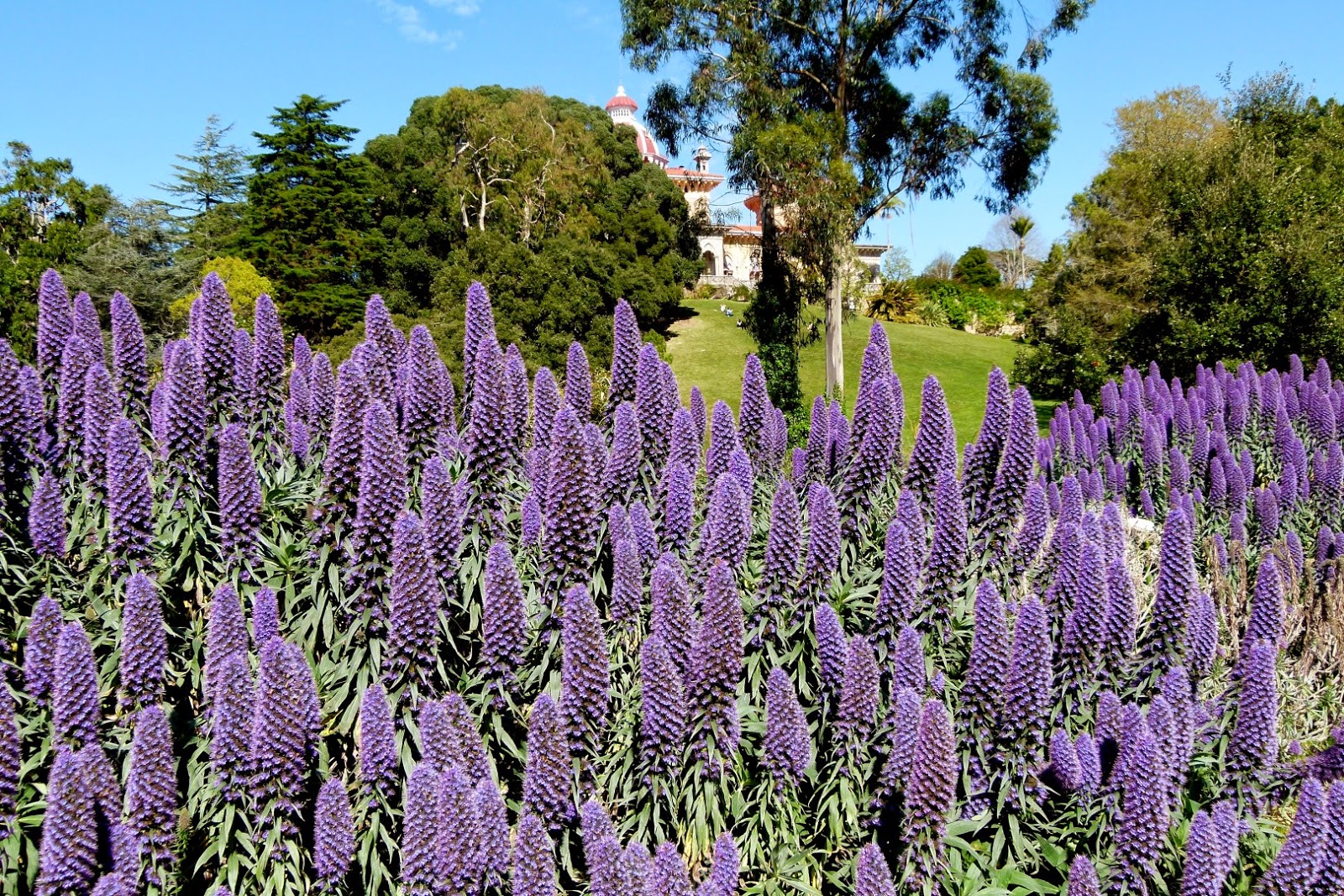 Fotos De Flores Da Madeira