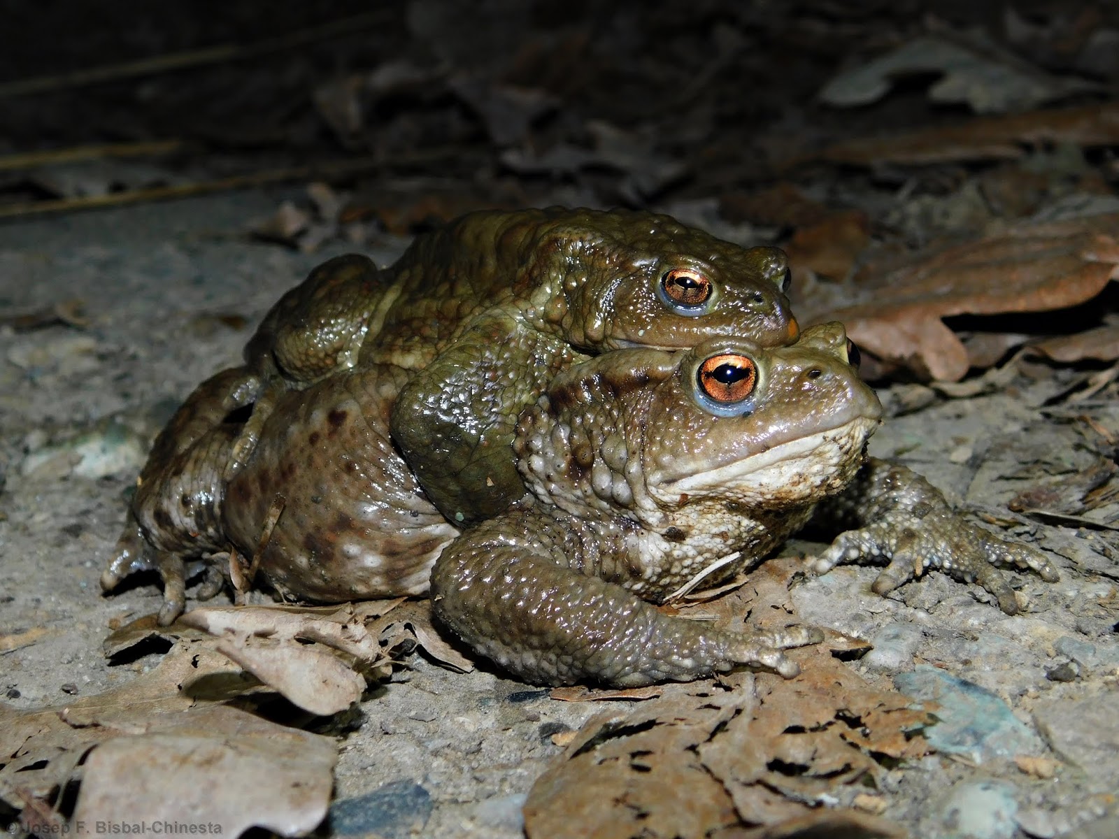 Sargantanes i Dragons: Bufo bufo - Gripau comú europeu