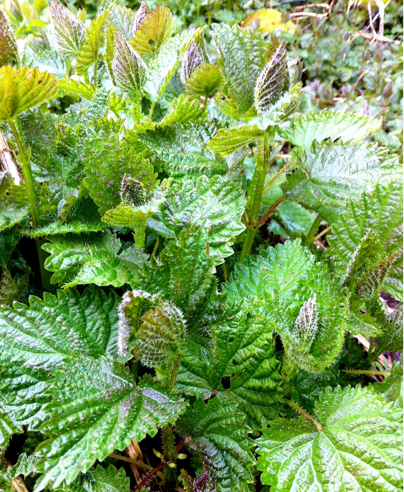Bea that as it Mae.....: Meddling with the Nettles