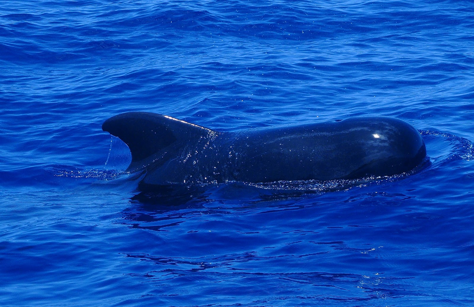 Short Fin Pilot Whales in Maui County Waters