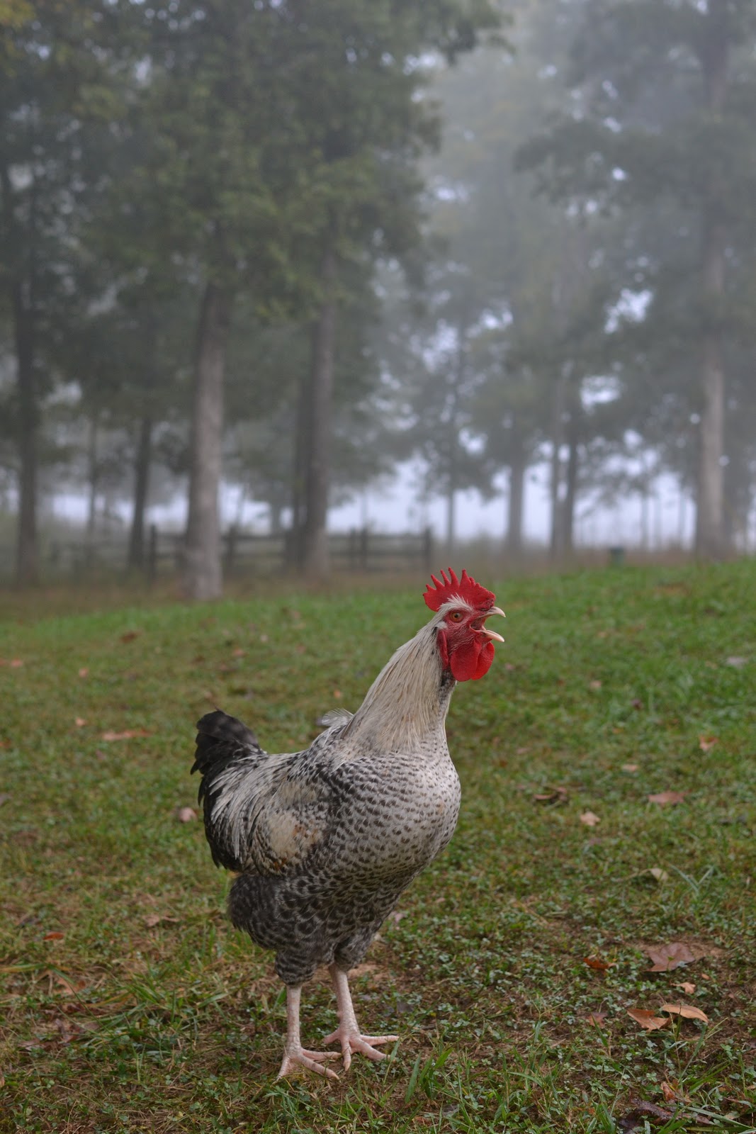 Our Neck of the Woods: Feathered Friend Friday: Rooster Antics
