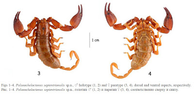 The Scorpion Files Newsblog: New species in the enigmatic genus ...