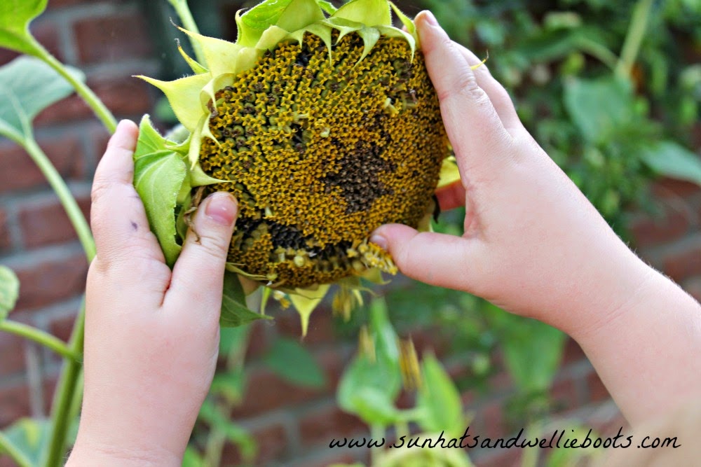 Sun Hats & Wellie Boots: Autumn Nature Play: Smiling Sunflower Faces