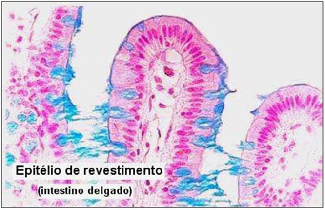 Blog de Biologia
