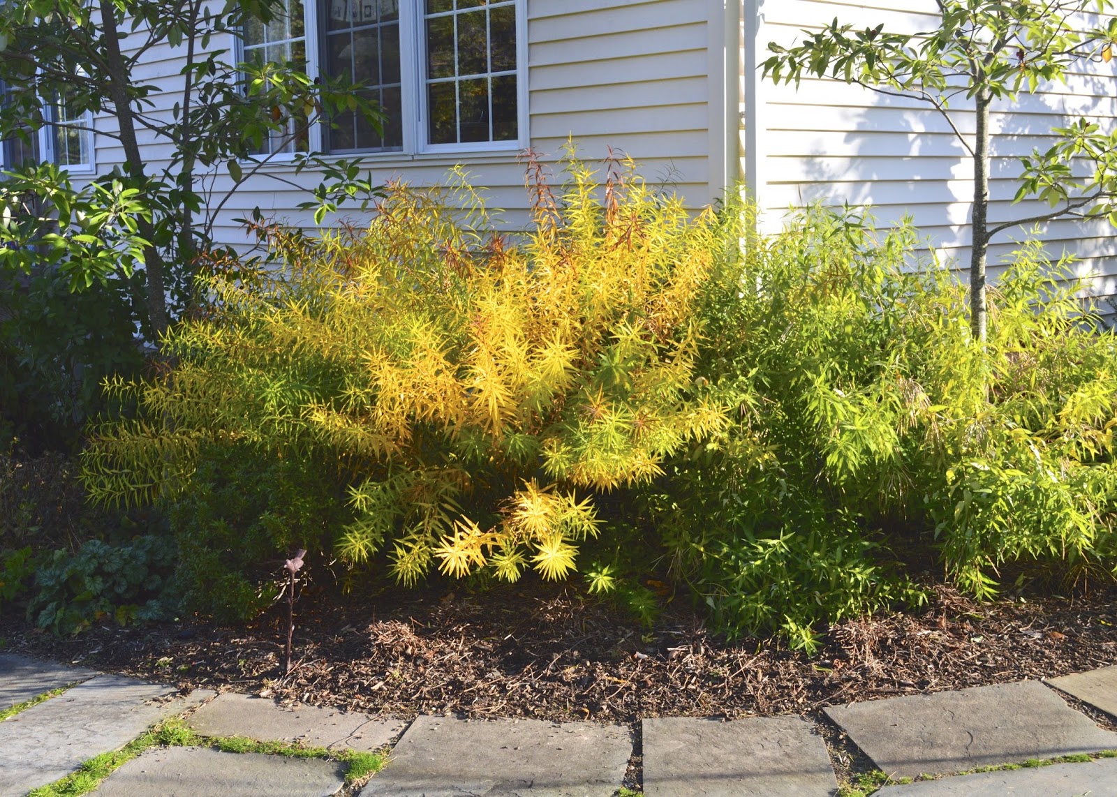 Plant Inventory at 20 Timothy : Amsonia / Blue Star