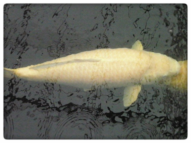 El blog de Mikcg: Las 26 variedades de kois: El Chagoi