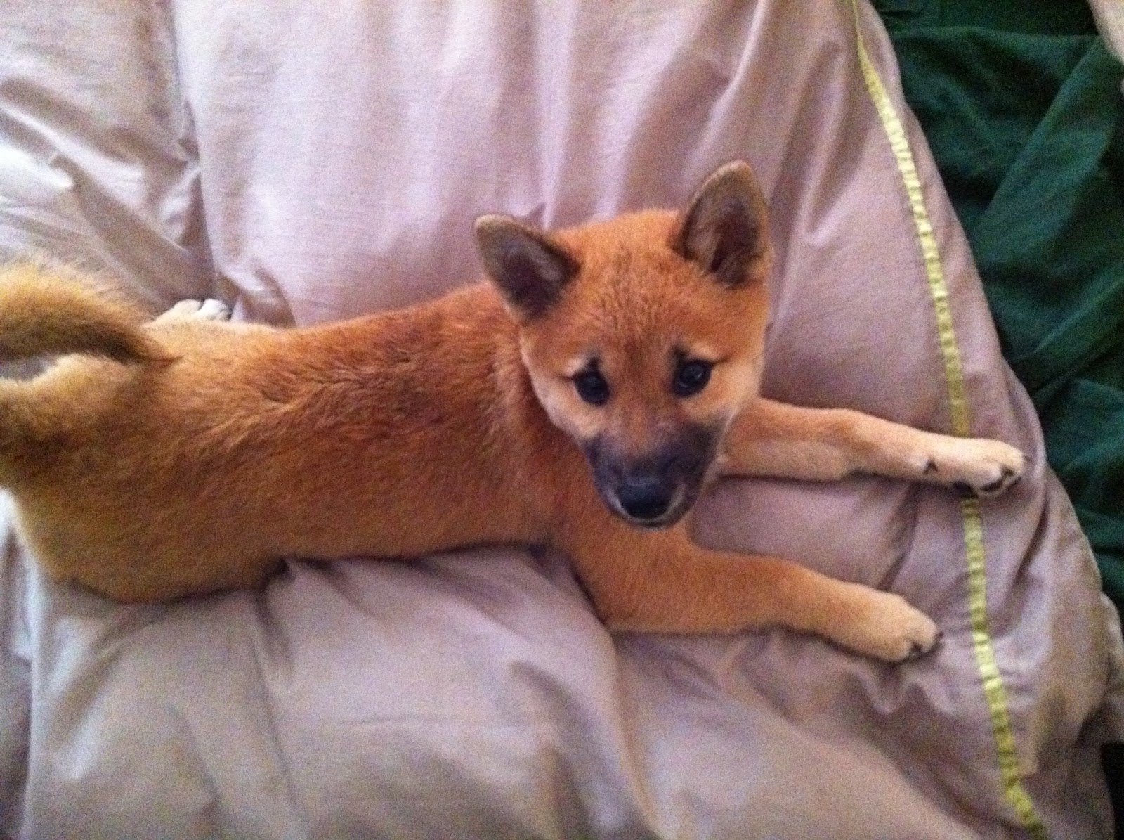 Chiba the Shiba Inu