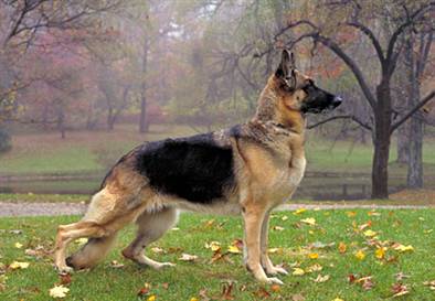 Anjing German Shepherd