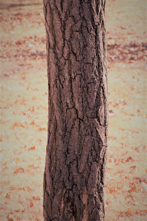 Nature Devotions : Ginko Tree