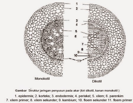 Struktur dan Fungsi Jaringan pada Organ Akar - Hauma Genst