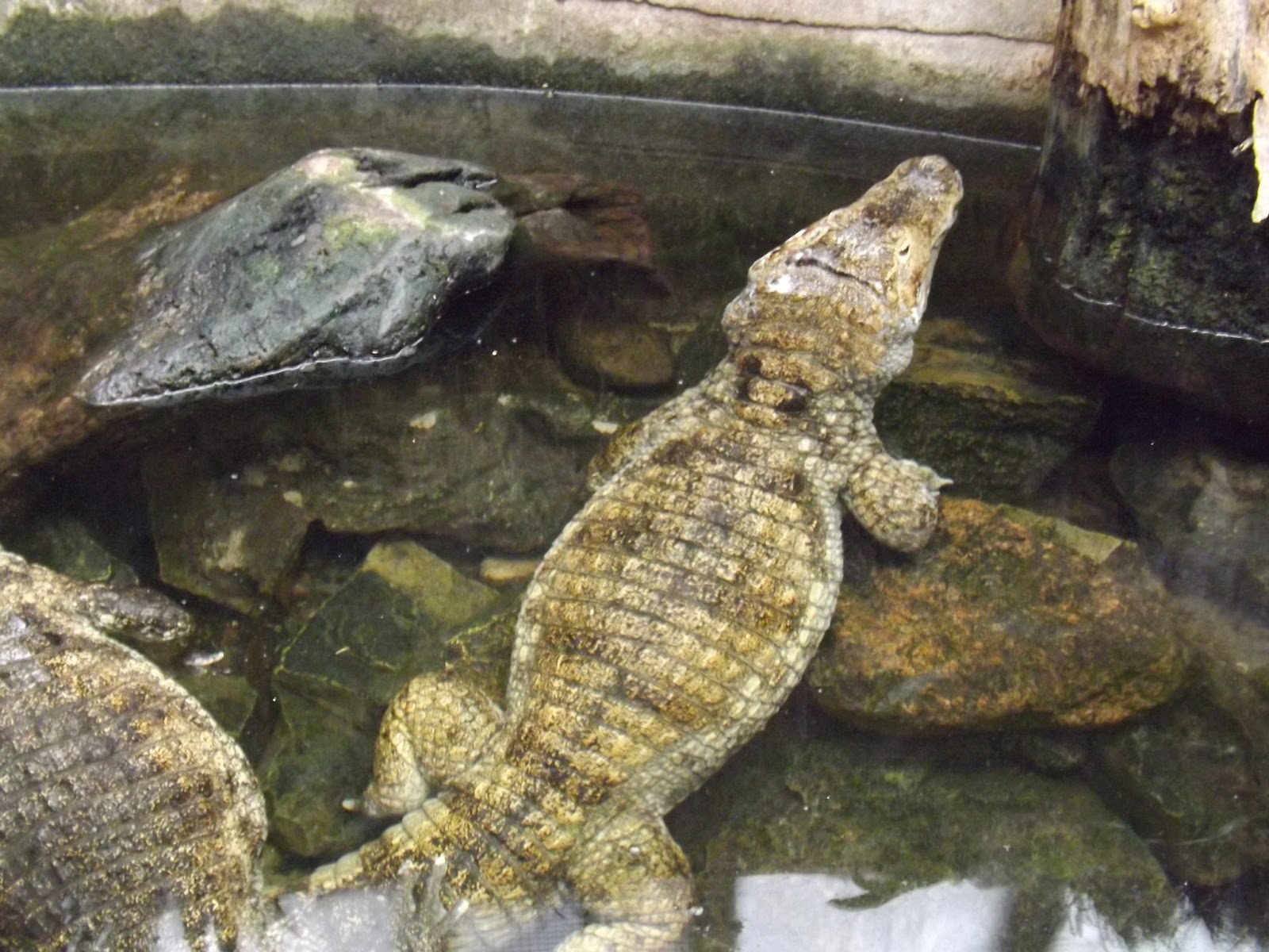EL MUNDO ANIMAL: CAIMAN DE ANTEOJOS