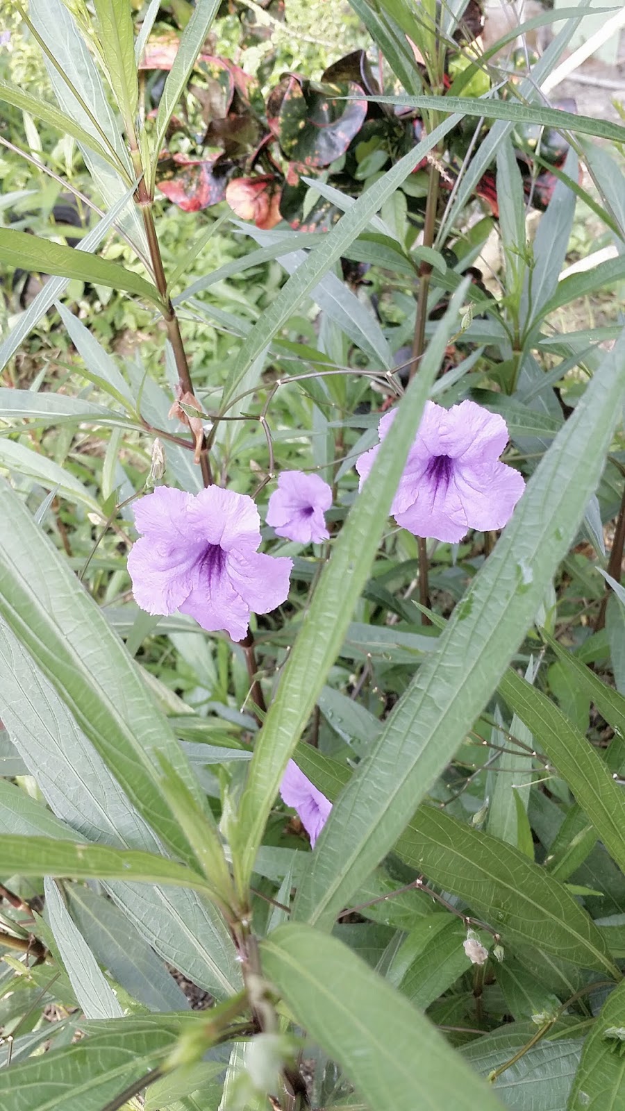 Coretan Aku...: Bunga-bungaan...