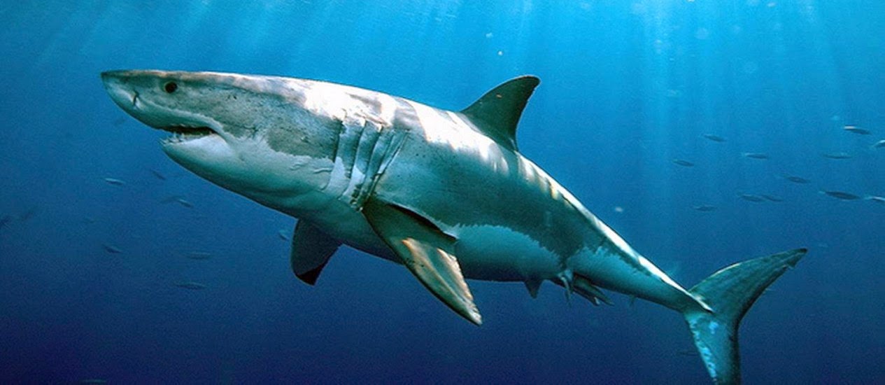 Tubarões: será mesmo que são os verdadeiros vilões dos mares ...