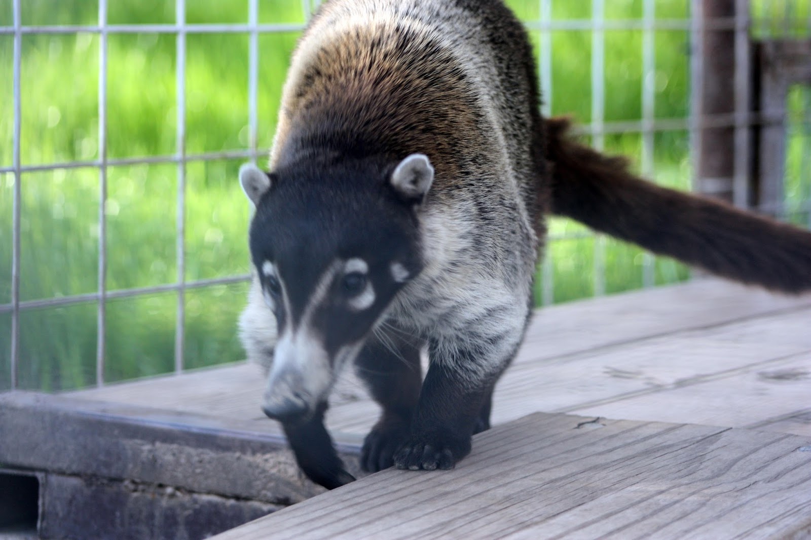 IEAS News: What is a Coati?