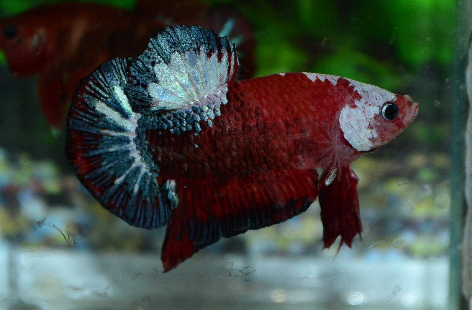 Betta Fish Afira: BETTA HMPK NEW 16 DISEMBER 2012