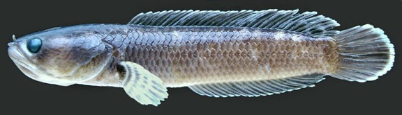 The Esteemed Fishes of Manipur