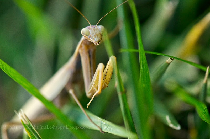 make happy: praying mantis