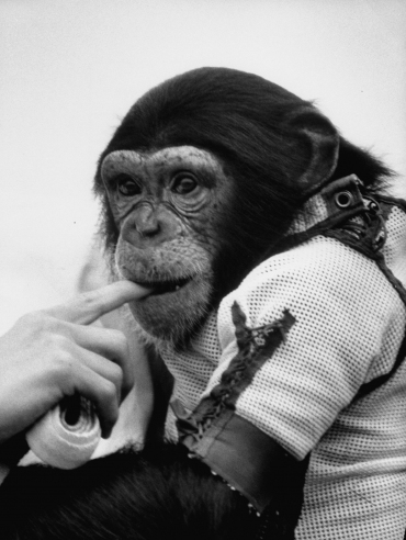 Ham the Astrochimp ~ vintage everyday