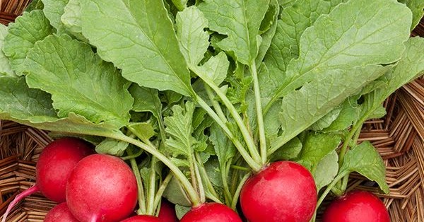 Rrepa, Vlerat Ushqyese ... SI dhe Receta me Rrepa