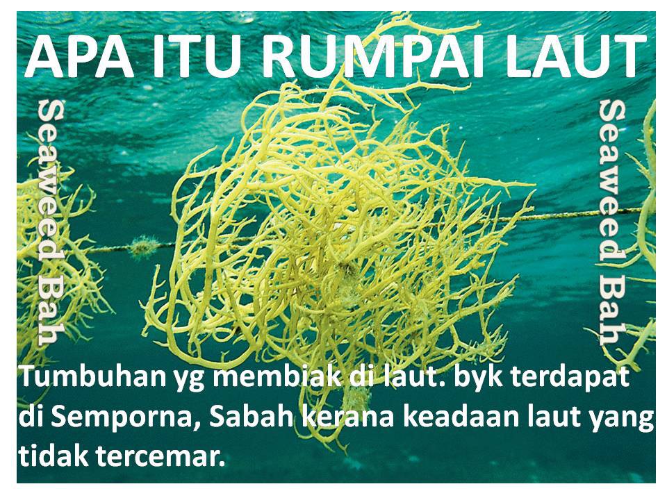 SEAWEED BAH! RUMPAI LAUT : 2013