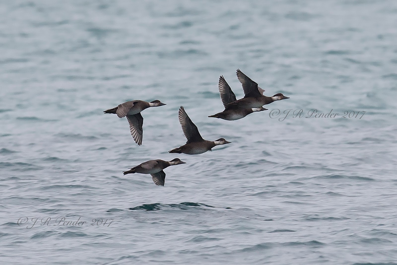 Joe Pender Wildlife Photography: Surf Scoter-Common Scoters & Long ...