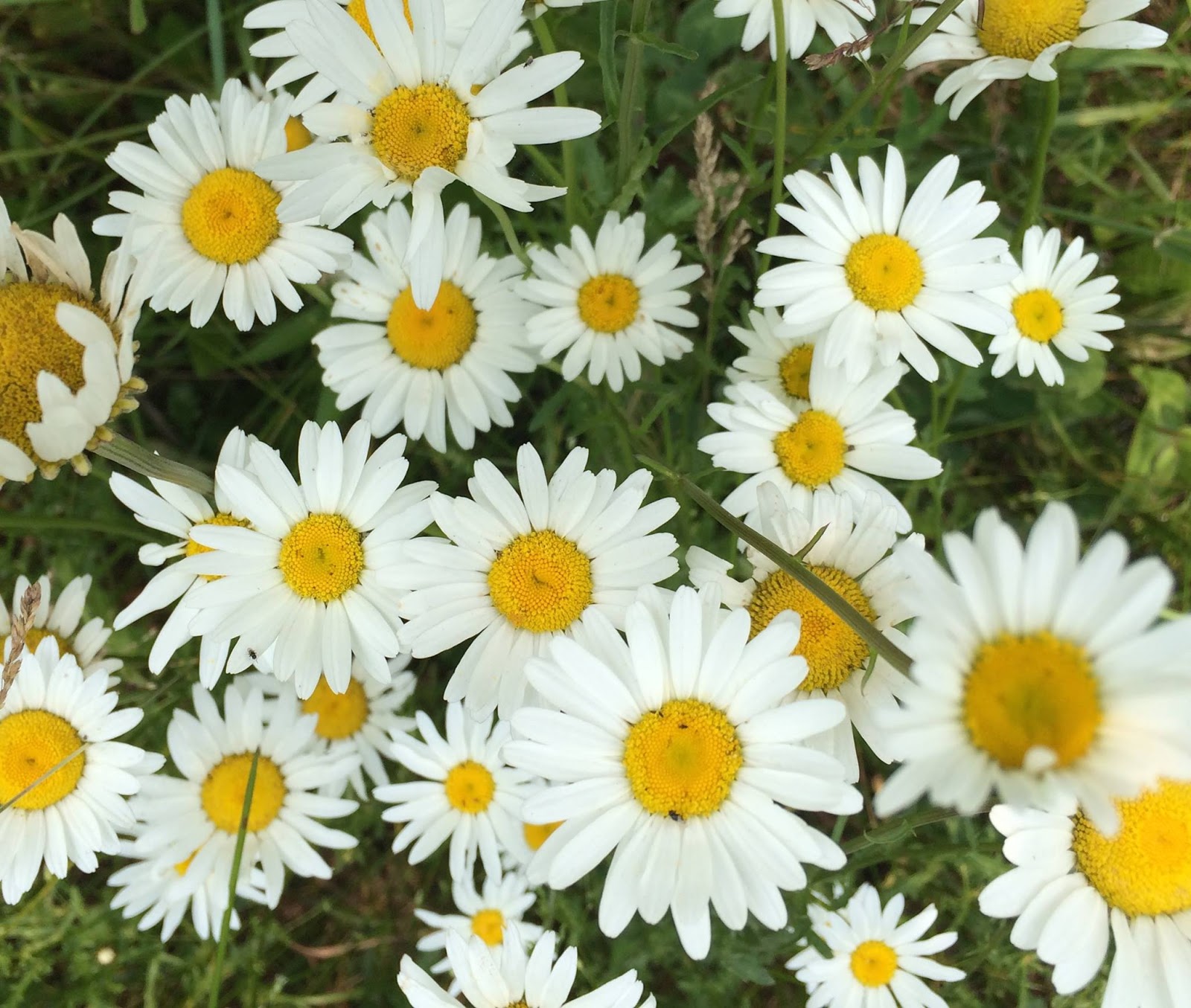 What to do in Wisconsin: Aniwa, WI