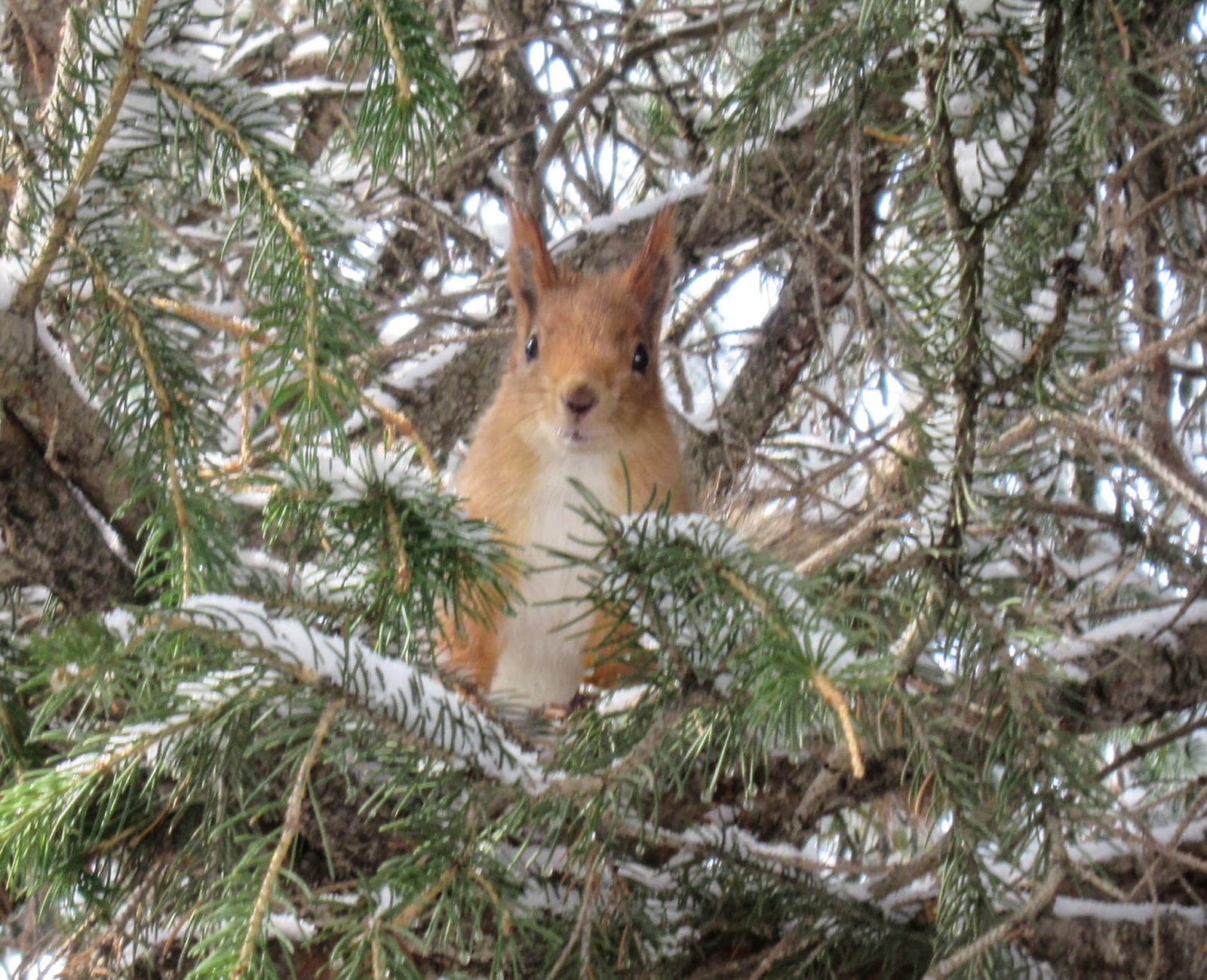 Cannundrums: Eurasian Red Squirrel