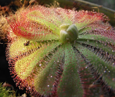 The Fly Papers: Meat-eating plants