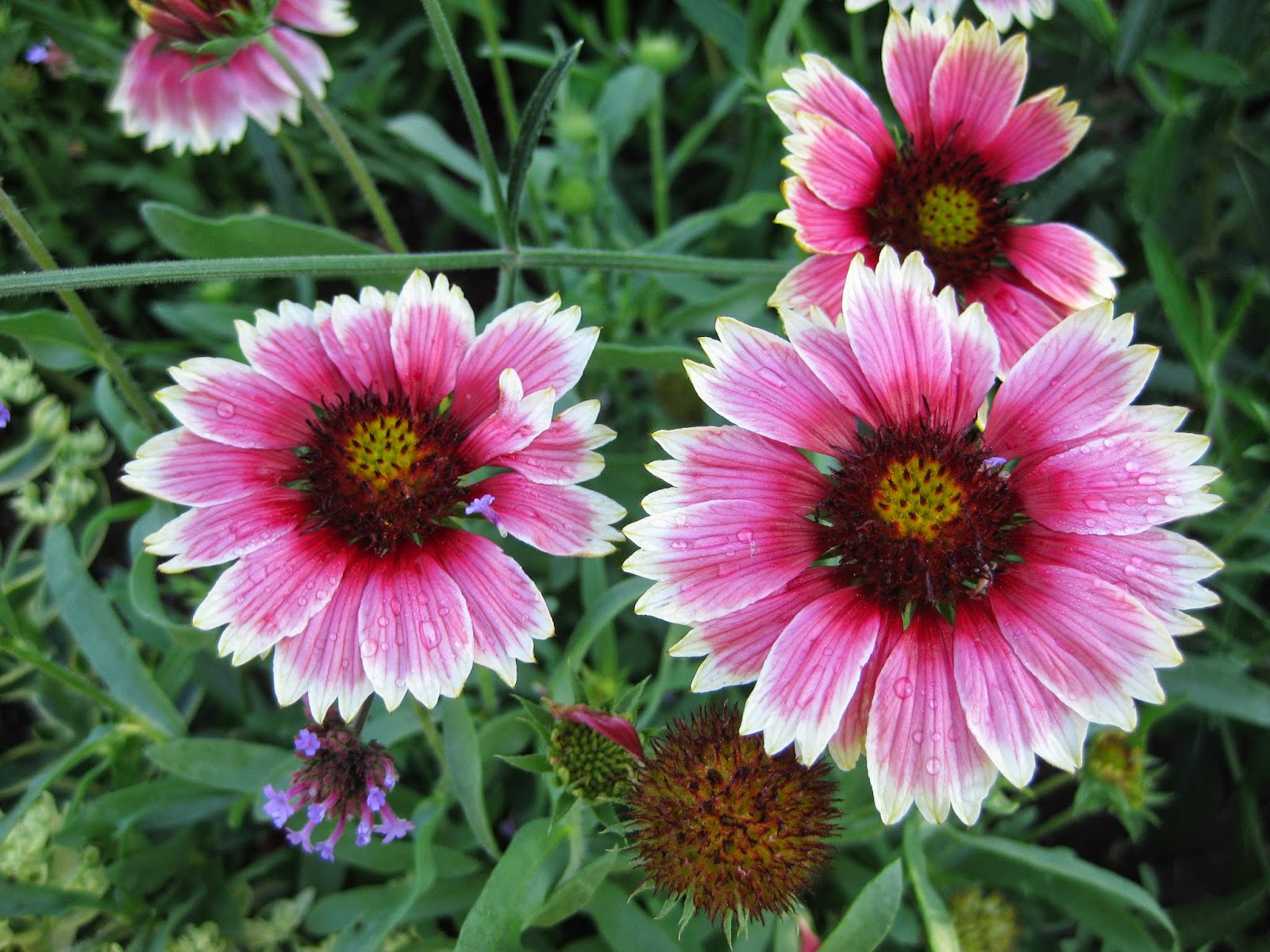 Rotary Botanical Gardens - Hort Blog: Blanket Flowers Galore!