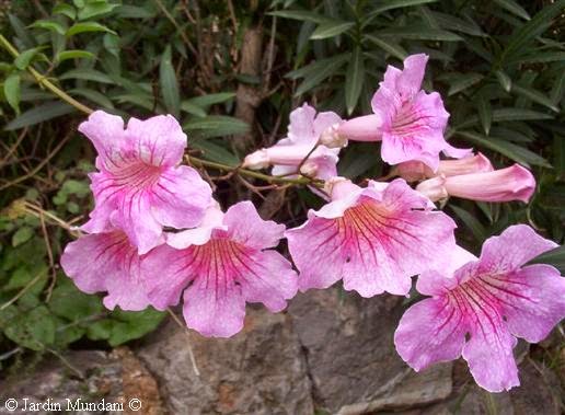 Sangrando en verde: Las esplendorosas bignoniáceas