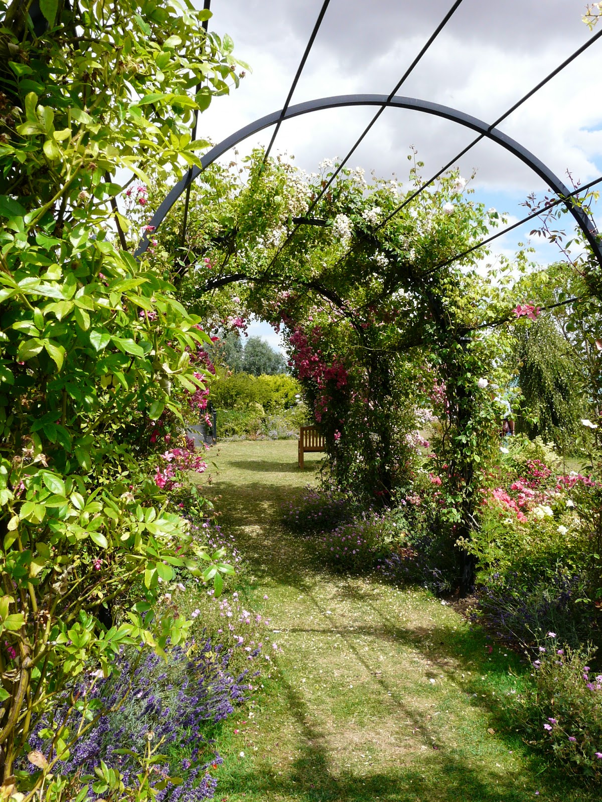 Cindy's Snaps: Peter Beales Roses, Attleborough