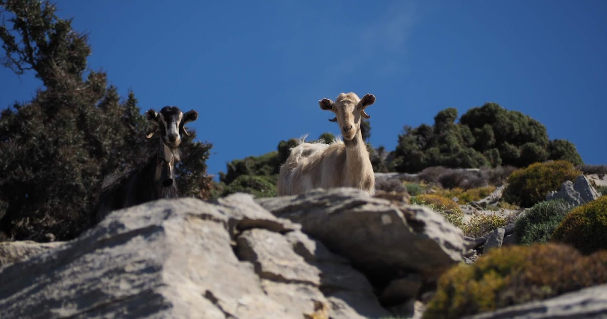 Jane Turner Goldsmith: Three Days with the Shepherds on Crete